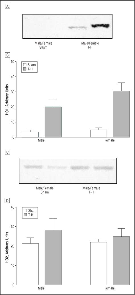 Figure 1 From Sex Differences In Hepatic Heme Oxygenase Expression And