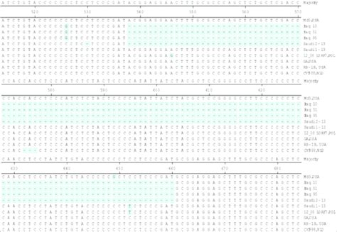 Alignment Of Meq Gene Sequences The Nucleotides Alignment Of Meq Genes Download Scientific