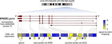 Analysis Of Alternative Splicing Variants Of Ifngr1 In Cd8 Cells The Download Scientific