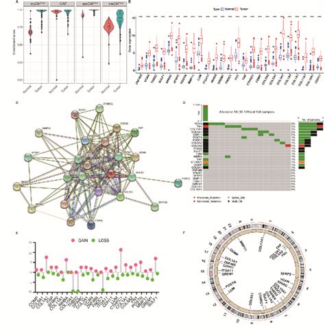 Genetic And Transcriptional Alterations Of Caf Related Genes Crgs In