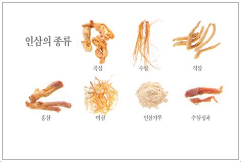 인삼의 종류 수삼 홍삼 백삼 태극삼 네이버 블로그