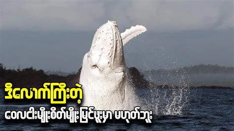 လူသိနည်းပြီး အလွန်အံဩဖို့ကောင်းတဲ့ ဝေလငါးမျိုးစိတ်များ Youtube