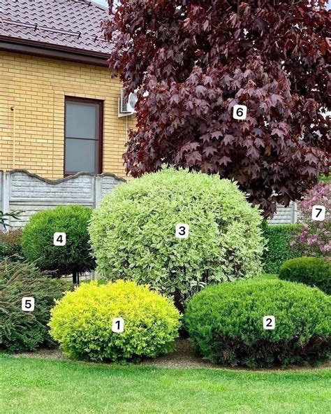 Дизайн ландшафта [19 авг 2024 в 17 58] 🍀 Красивая и яркая композиция 1 Спирея голден принцесс