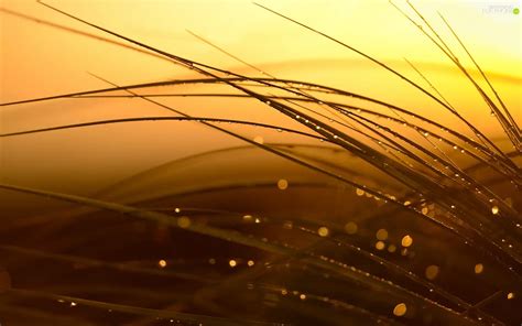 Grass Dew For Phone Wallpapers 1920x1200