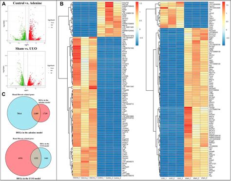 Frontiers Identification Of Six Hub Genes And Two Key Pathways In Two Rat Renal Fibrosis