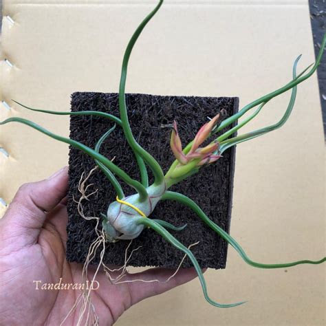 Jual Bibit Tanaman Hias Tillandsia Bulbosa Shopee Indonesia