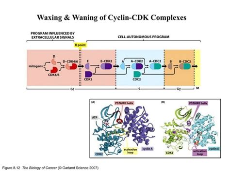 Biology34rbcellcycleclockcancerbiologyppt