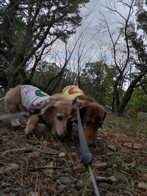 13歳お耳遠くなった疑惑 超人見知りアラフィフママ超犬見知りのダックス達との毎日