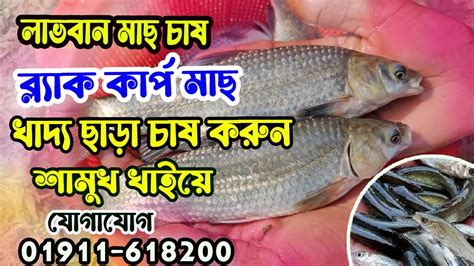 ব্ল্যাক কার্প মাছ চাষ পদ্ধতি Black Carp Cas শামুক খাইয়ে ব্ল্যাক