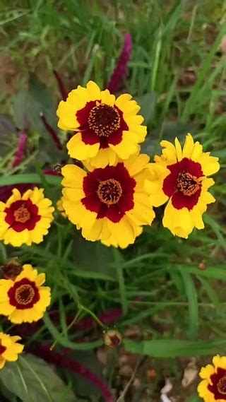 唯美治愈莲花 风景手机动态壁纸 风景手机壁纸下载 元气壁纸