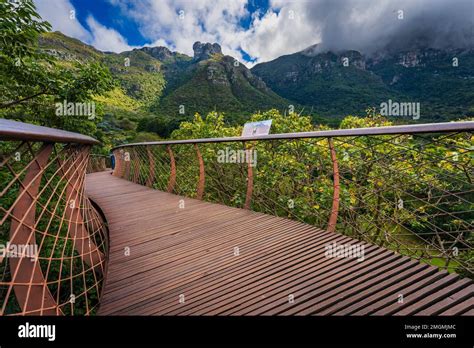 The Boomslang Aerial Walkway Through The Tree Canopy At Kirstenbosch