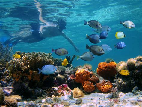Plongée en apnée Roatan Urbina Sea Tour