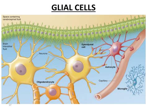 PPT THE CENTRAL NERVOUS SYSTEM CNS PowerPoint Presentation Free