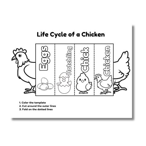 Cut And Color Chicken Life Cycle Digital Bakerie Shop