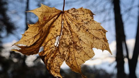 Social And Environment Impacts On Health And Wellbeing Systems