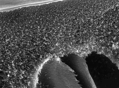 Forward Osmosis Membrane Designs And Chemical Compositions Forwardosmosistech