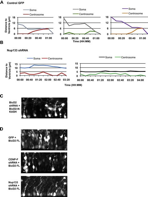 Dynein Recruitment To Nuclear Pores Activates Apical Nuclear Migration