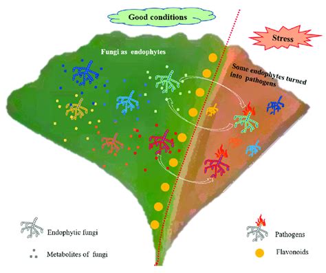 Schematic Diagram Of The Possible Relationships Between Endophytic Download Scientific Diagram