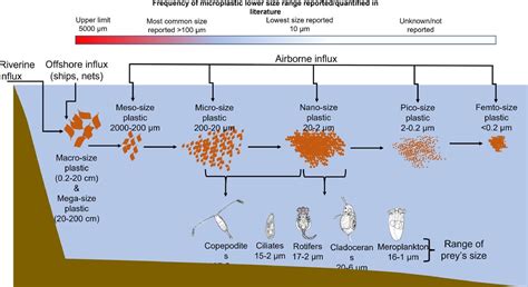 Microplastic Contamination In Environment