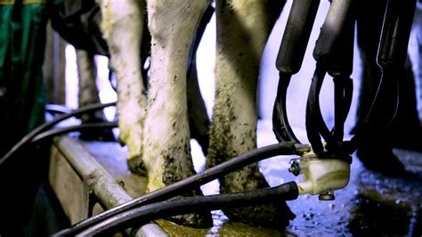 Drying Off Maintaining Standards For Final Cows Agrilandie