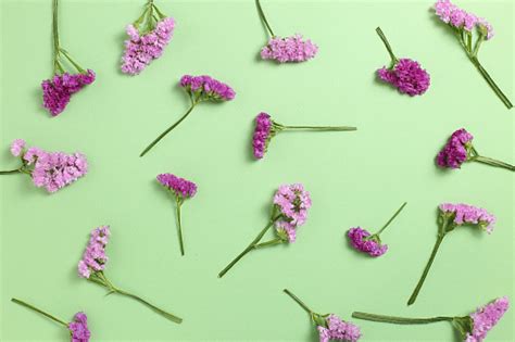 녹색 배경에 분홍색 보라색 정적 꽃입니다 꽃 조성물 플랫 레이 상단 보기 0명에 대한 스톡 사진 및 기타 이미지 0명