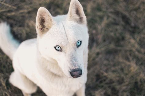 Are All White Dogs Deaf Fetchfind Blog