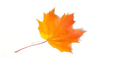 텍스처 배경 패턴 가을 화려한 단풍 나무 잎 단풍 나무는 힘과 지구력의 일반적인 상징이며 캐나다의 국가 나무로 선택되었습니다 0