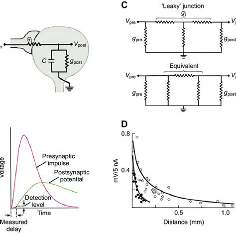 Low Pass Filtering In Electrically Coupled Neurons A Equivalent Download Scientific Diagram
