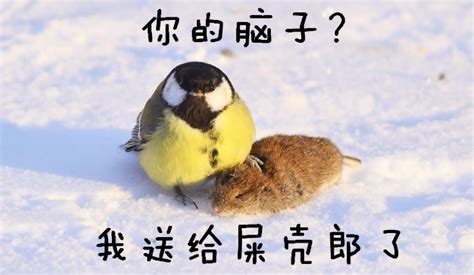 食脑狂魔大山雀脚踩田鼠 霸气侧漏吓尿网友凤凰资讯