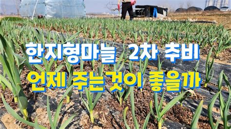 한지형 마늘 2차 추비 주는시기 마늘웃비료는 엔케이비료 4월 부터는 물도 듬뿍듬뿍 수분관리 필수 YouTube