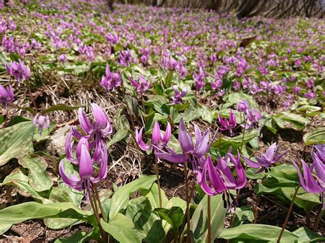 オンソリ山のカタクリ は今が旬🌺 残 Reinさんのモーメント Yamap ヤマップ