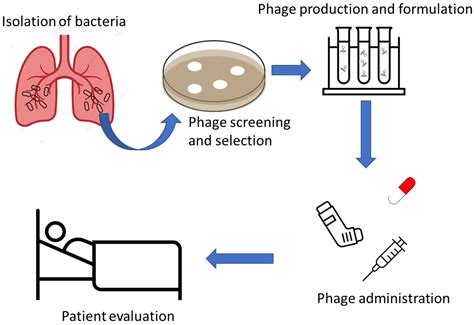 Phage Therapy An Alternative Approach To Combating Multidrug Resistant