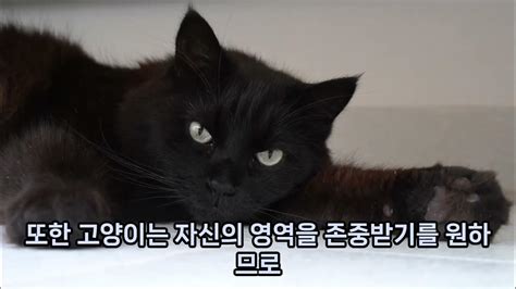 고양이가 싫어하는 행동은 Youtube