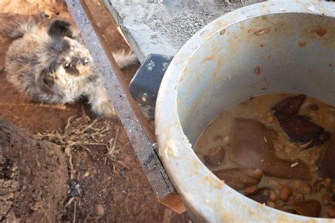 Insegurança alimentar atinge milhões de pessoas no mundo