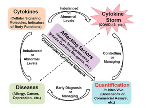 Cytokines Chemokines And Adhesion Molecules Flashcards Quizlet