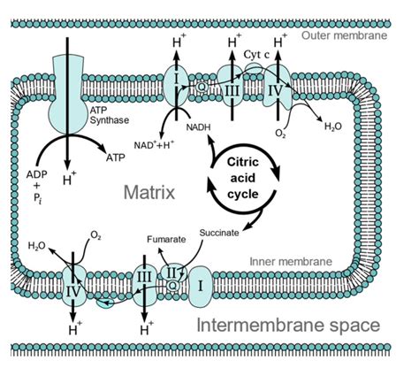 Solved Oligomycin Inhibits The Proton Atpase Of The