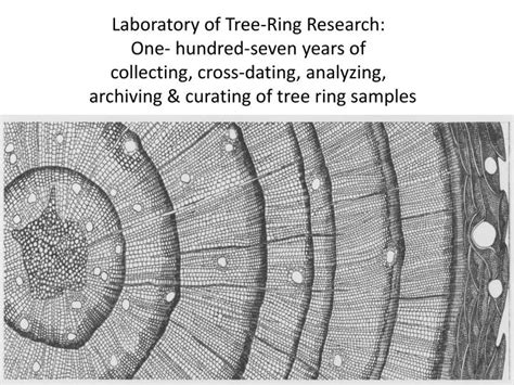 Ppt Dendrochronology The Value Of Cross Dated Tree Rings Powerpoint