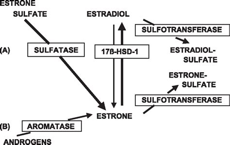 Figure 2 From The Selective Estrogen Enzyme Modulators In Breast Cancer