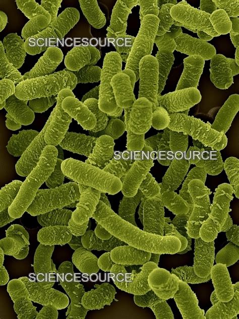 Lactobacillus Salivarius Probiotic Ba Stock Image Science Source
