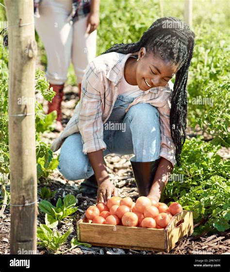 Happy Farmer Harvesting Organic Tomatoes Young Farmer Harvesting Raw
