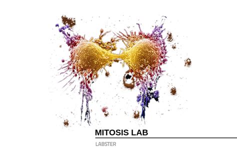 Mitosis Using A Toxic Compound From The Yew Tree In Cancer Therapy Labster