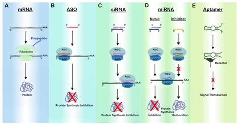 An Overview Of Rna Technologies