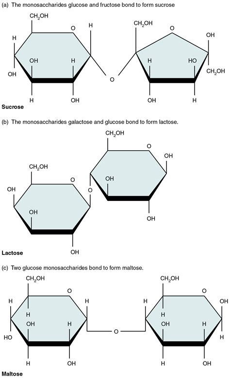 2 5 Organic Compounds Essential To Human Functioning Anatomy Physiology