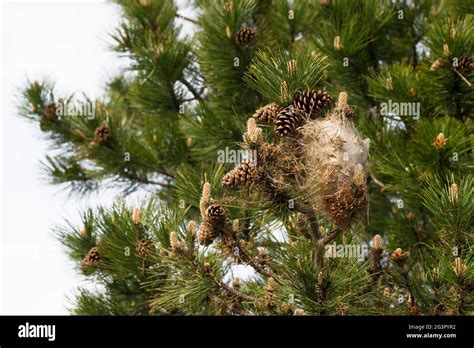 Cocoon Nest Of Pine Processionary Caterpillars In A Pine Tree Stock Photo Alamy