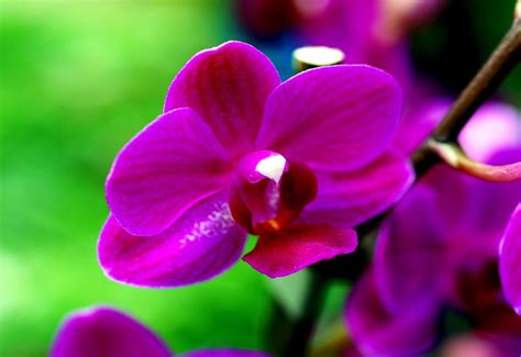 460 Geile Hintergrundbilder Flora Kostenlose Fotos
