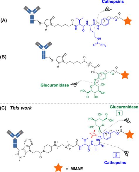 Tandem Cleavage Linkers Require Two Sequential Enzymatic Steps To