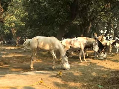 एशिया का सबसे बड़ा पशु मेला सोनपुर पशु मेला Sonepur Cattle Fair