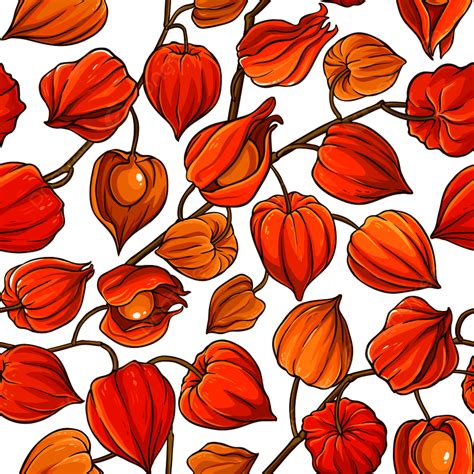 Phisalis Branch Vector Pattern On White Backgrond Background Autumn