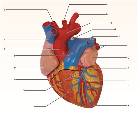 ANAT 260 Human Anatomy Chapter 30 Lab Notes Anatomy Of The Heart