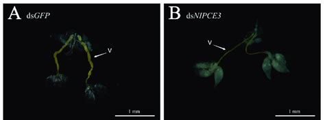 Effect Of RNA Interference On The Internal Genitalia Development Of A Download Scientific